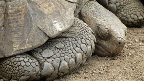 Do Turtles Sleep How Long Where How The Turtle Hub