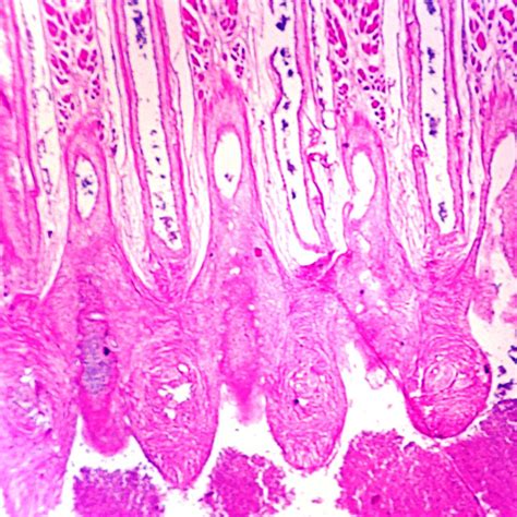 Amphioxus Digestive Cross Section Microscope Slide Carolina Biological Supply