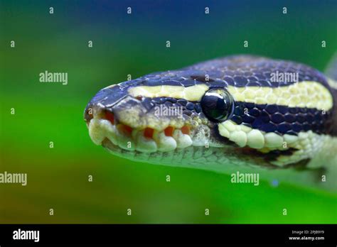 Royal Python Python Regius Adult Snake Head Portrait England United Kingdom Captive Stock