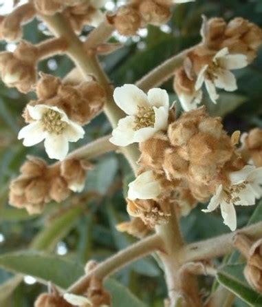 비파나무는 비파잎 비파뿌리 비파나무껍질 비파꽃 비파열매를 모두 약으로 사용 비파의 효능 네이버 블로그