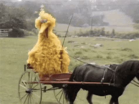 Ride Dawn  Ride Dawn Big Bird Discover And Share S