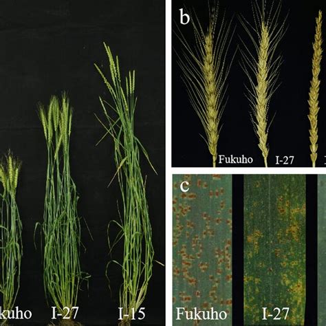 Morphological Traits Of Wheata Cristatum 3p Addition Line I 27 3p Download Scientific