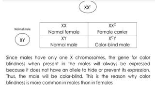 Sex Chromosomes And Sex Determination Pptx
