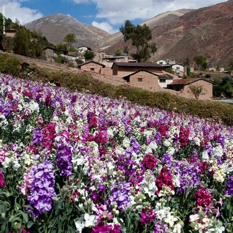 Flores En La Ciudad De Tarma Junin Peru Em 2025