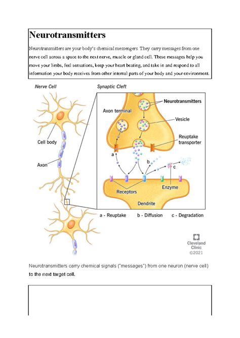 Module 3 Neurotransmitters Neurotransmitters Neurotransmitters Are Module 3 Neurotransmitters Neurotransmitters Neurotransmitters Are