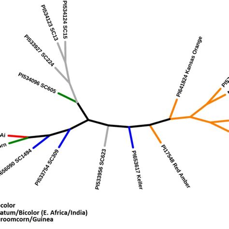 Genome‐wide Association Analysis Of Grain Mold Resistance In The