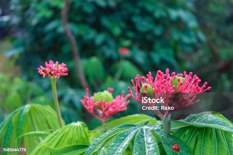 아름 다운 분홍색 꽃과 나뭇잎의 이슬입니다 선택적 초점 부처님 배꼽 식물 0명에 대한 스톡 사진 및 기타 이미지 Istock