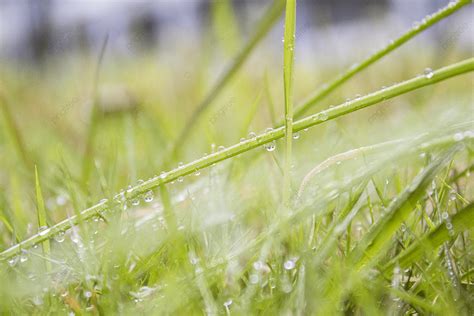 Rainy Day Grass Photography Map Background And Picture For Free