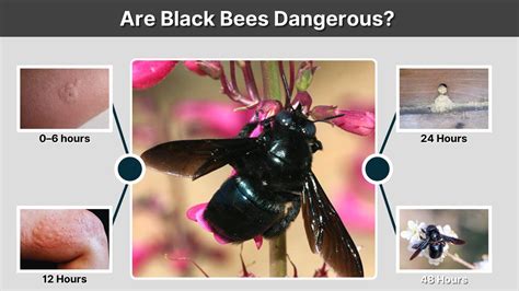 Are Black Bees Dangerous Everything You Need To Know