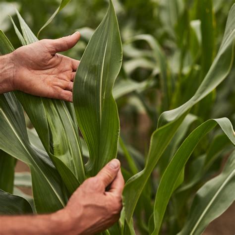 5 Reasons To Conduct Tissue Testing For Crop Health Sylvite