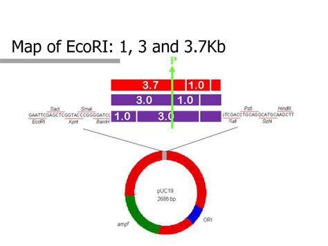 Molecular Biology Restriction Enzymes Ppt Download