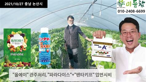 미듬팜tv 논산 딸기 10월 날씨 답지 않은 날씨 때문에 부진한 생육을 올리기 위해 펜타키프파라다이스 엽면시비 올에이 관주처리 후 약 2주차 확인했습니다