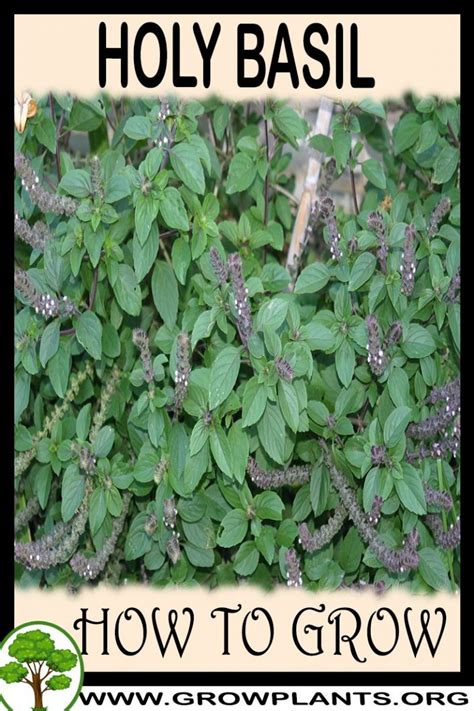 Holy Basil How To Grow And Care