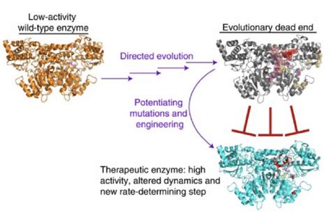 Evolutionary Trace Analysis Cd Biosynsis
