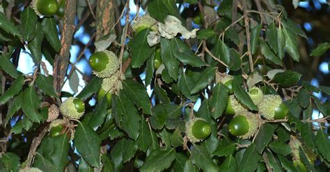 About The Kirala Kelaya Cork Forest