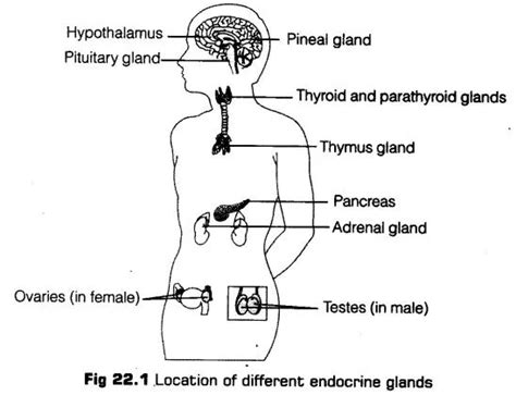 Notes Class 11 Biology Chapter 19 Chemical Coordination And Integration