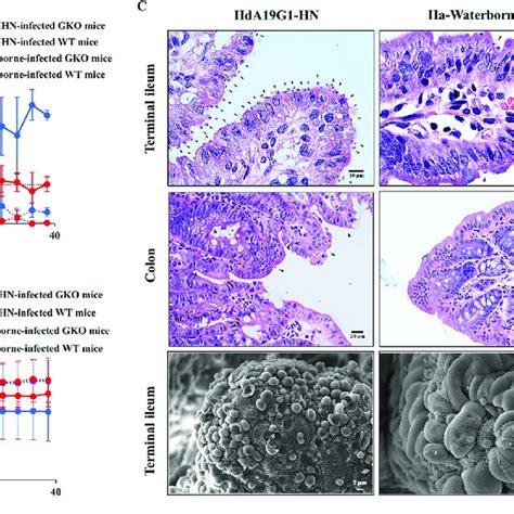 The Interferon γ Knockout Gko Mouse Model Is Susceptible To
