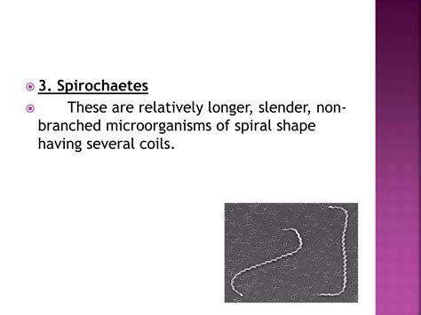 Classification Of Bacteria Pptx