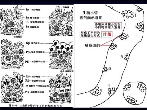 02 精子发生 Word文档在线阅读与下载 无忧文档