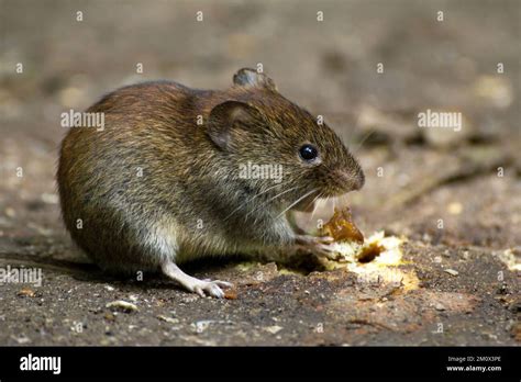 Close Up Of A Common Vole On A Forest Floor In Its Natural Habitat