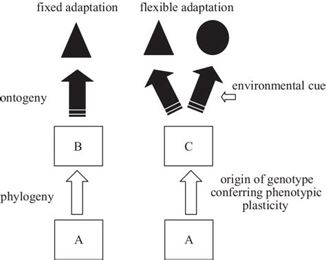 The Origin And Operation Of Adaptive Phenotypic Plasticity A Is The Download Scientific