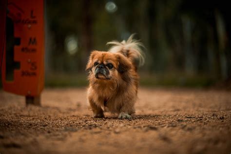 How To Care For A Brachycephalic Dog Firstvet