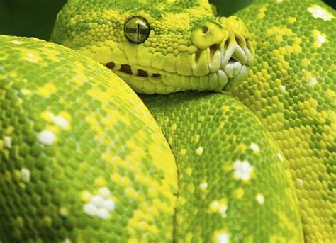 Green Boa Constrictor