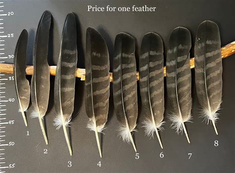 Cooper Hawk Feather Identification