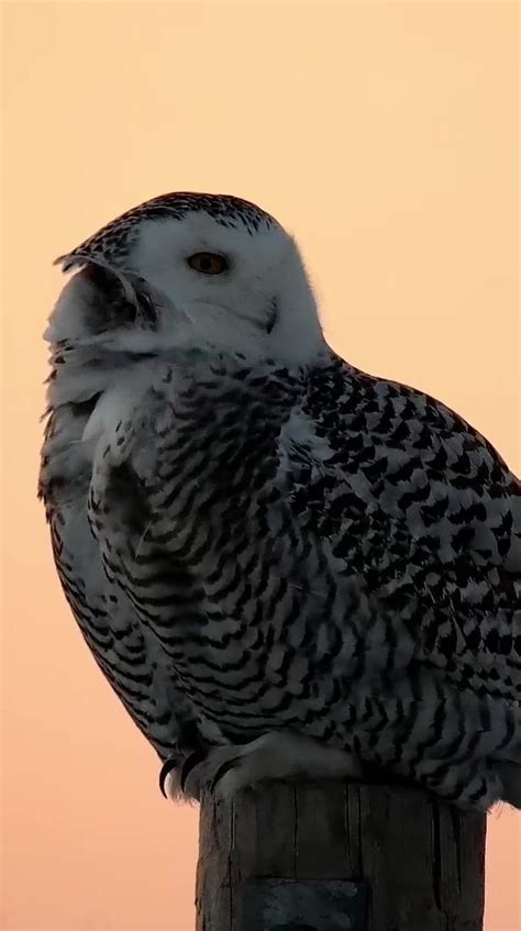 Live Bald Eagle Cam Decorah Iowa Check Out The Bald Eagles Of Decorah Iowa As They Build