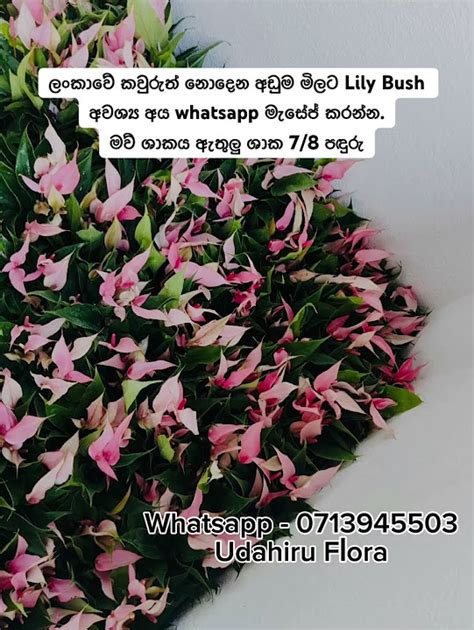 🦋ලංකාවෙ කවුරුත් නොදෙන මිලට පිස්සු හැදෙන මල් පිරුනු 𝐋𝐢𝐥𝐲 𝐁𝐮𝐬𝐡 ශාක 7 8 බුශ් Anthurium Youtube