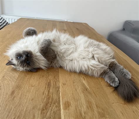 Draw MEow Like One Of Your French Girls R Ragdolls