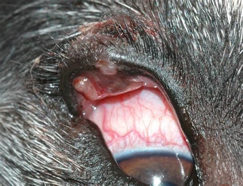 lecture 6 part 2 flashcards quizlet