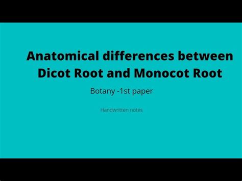 Anatomical Differences Between Dicot Root And Monocot Root Comparison