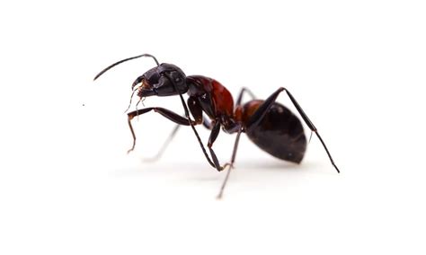 Velvety Tree Ant Hearts Pest Management