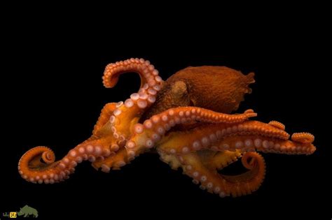 اختاپوس غول‌پیکر پاسیفیک؛ اختاپوس ۵۰ کیلویی که بعد از رابطه جنسی سریع