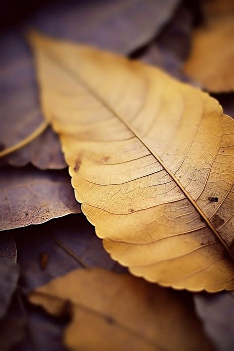 가을의 누런 나뭇잎이 배경 일러스트 추석 가을 누런 잎 시즌 Png 일러스트 및 Psd 이미지 무료 다운로드 Pngtree