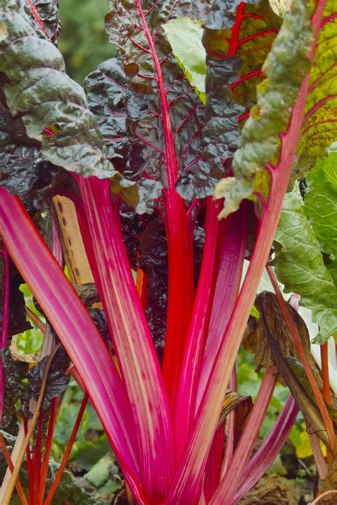 Beta Vulgaris Subsp Cicla Swiss Chard Beet New York Plants Hq