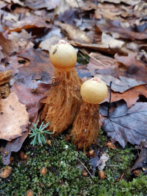Stalked Puffball In Aspic From Sheffield Ma Usa On January 27 2024