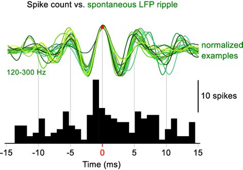 16 Swr Concurrent Spikes Of Slightly Depolarized Ca1 Cells Lock To