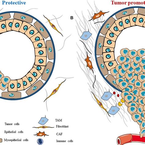 schematic representation of ecm composition and ecm dual role as a