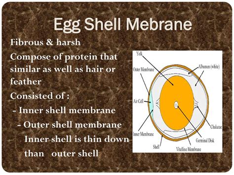 What Is Egg Shell Membrane At Keira Crampton Blog