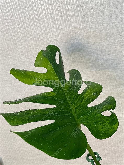 옐로우몬스테라 델리시오사 리빙생활 중고나라