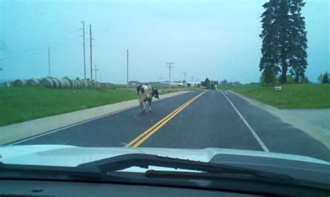 Cow Object Detection Dataset By Detectron