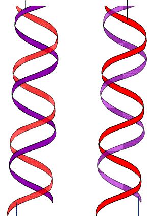 DNA Replication Flashcards Quizlet