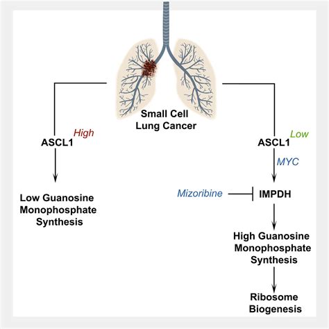 最新研究成果 胡泽平课题组与美国德克萨斯大学ralph Deberardinis课题组合作在《细胞·代谢》报导小细胞肺癌亚型的新型代谢重