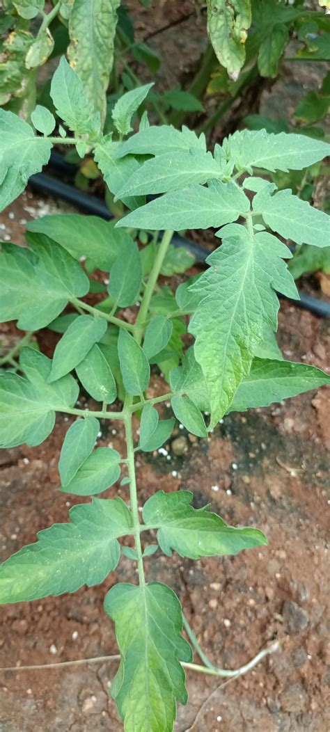 Leafpest Object Detection Dataset And Pre Trained Model By Plant Disease