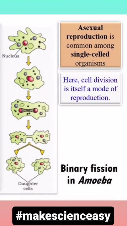 Asexual Reproduction By Binary Fission In Amoeba Makescienceeasy
