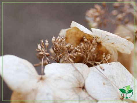 Hydrangea Size Chart How Big Do Hydrangeas Get Plant Index
