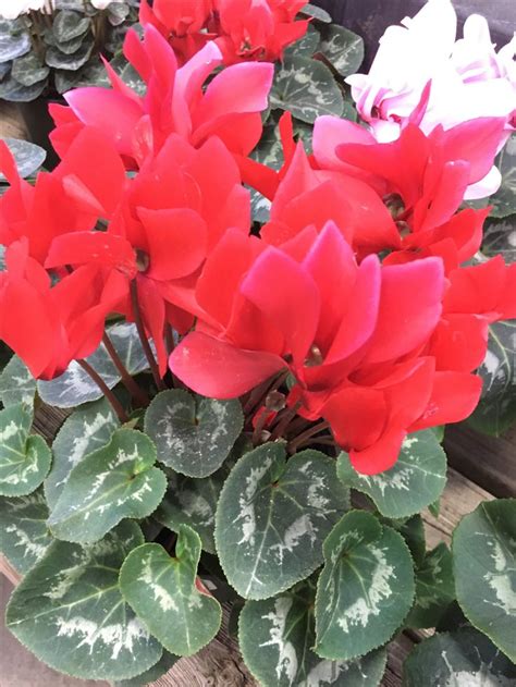 Cyclamen Breeding A Journey Of Innovation Bright Red Indoor Plants