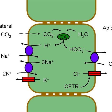 3 Model Of Cftr Biogenesis Cftr Is Inserted In The Er Membrane And